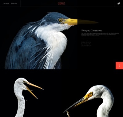 Fluttering Birds - Nature Photography | Elementor Kit Library