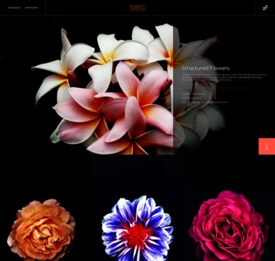 Blossoming Flowers - Nature Photography | Elementor Kit Library