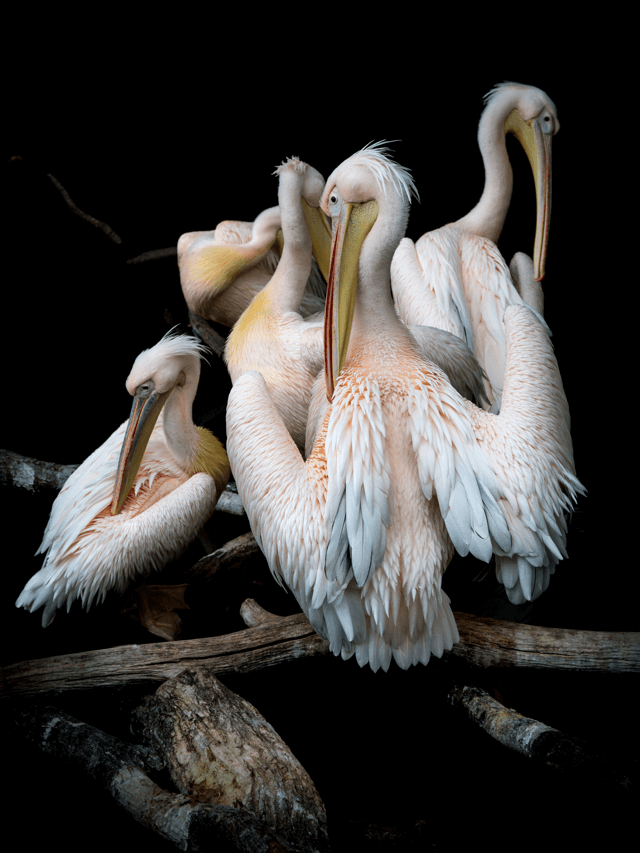 Photography - Fluttering Birds - Library