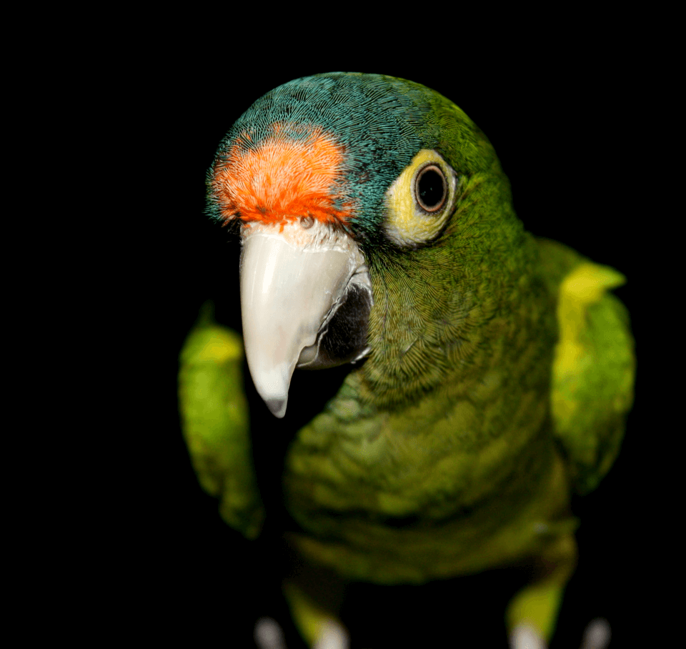 Photography - Vivid Parrots - Library