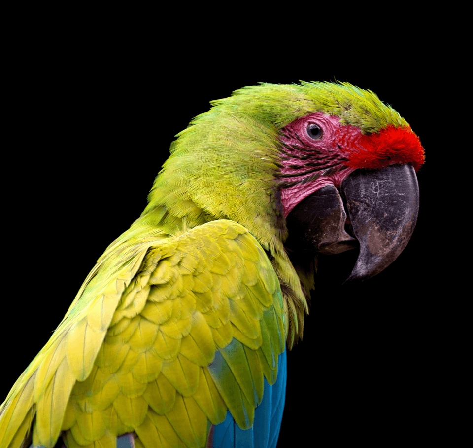 Photography - Vivid Parrots - Library