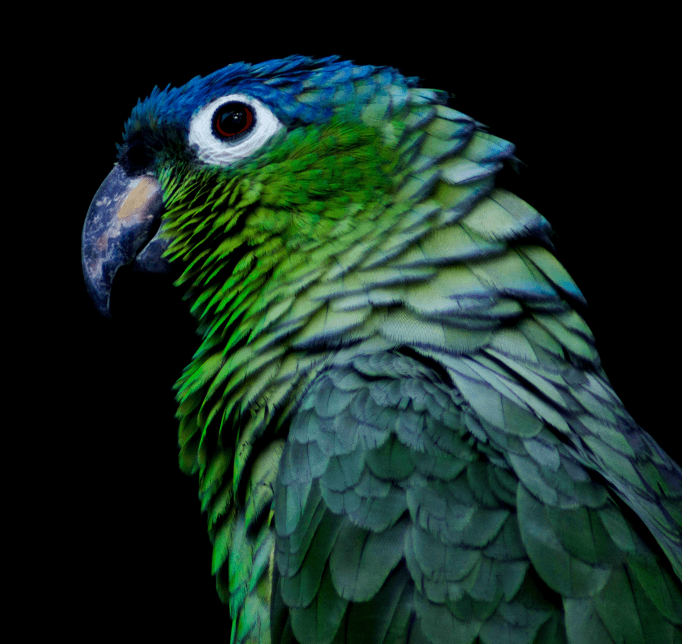 Photography - Vivid Parrots - Library